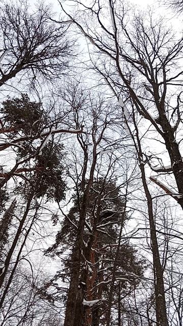 Старый лес. Деревья великаны.