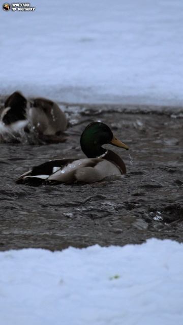 На зимнем пруду всегда суета. Ленинградский зоопарк