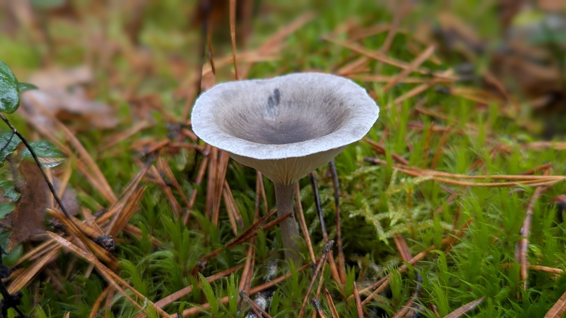 Лисичка горбатая (Cantharellula umbonata). Как выглядит гриб на месте произрастания.