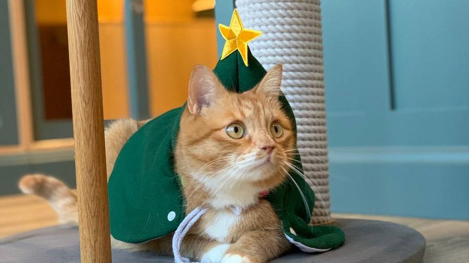 Кот Лютик встречает Старый Новый год: праздничное поздравление, смотрите и улыбайтесь! #Кот
