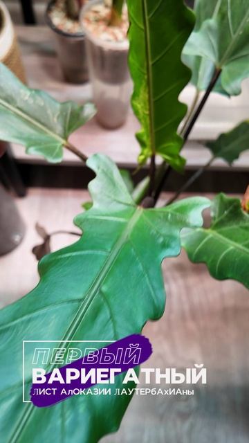 Подарочек на НГ 🎁 → ВАРИЕГАТНЫЙ лист АЛОКАЗИИ Лаутербахианы 💚😍 #комнатныерастения #алоказия