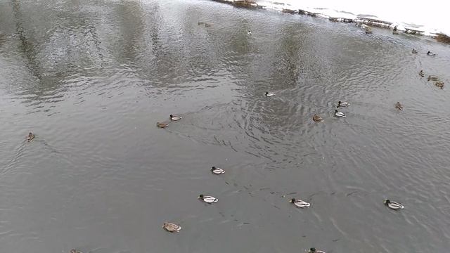 Утки на реке Истра. Иордан у Нового Иерусалима.