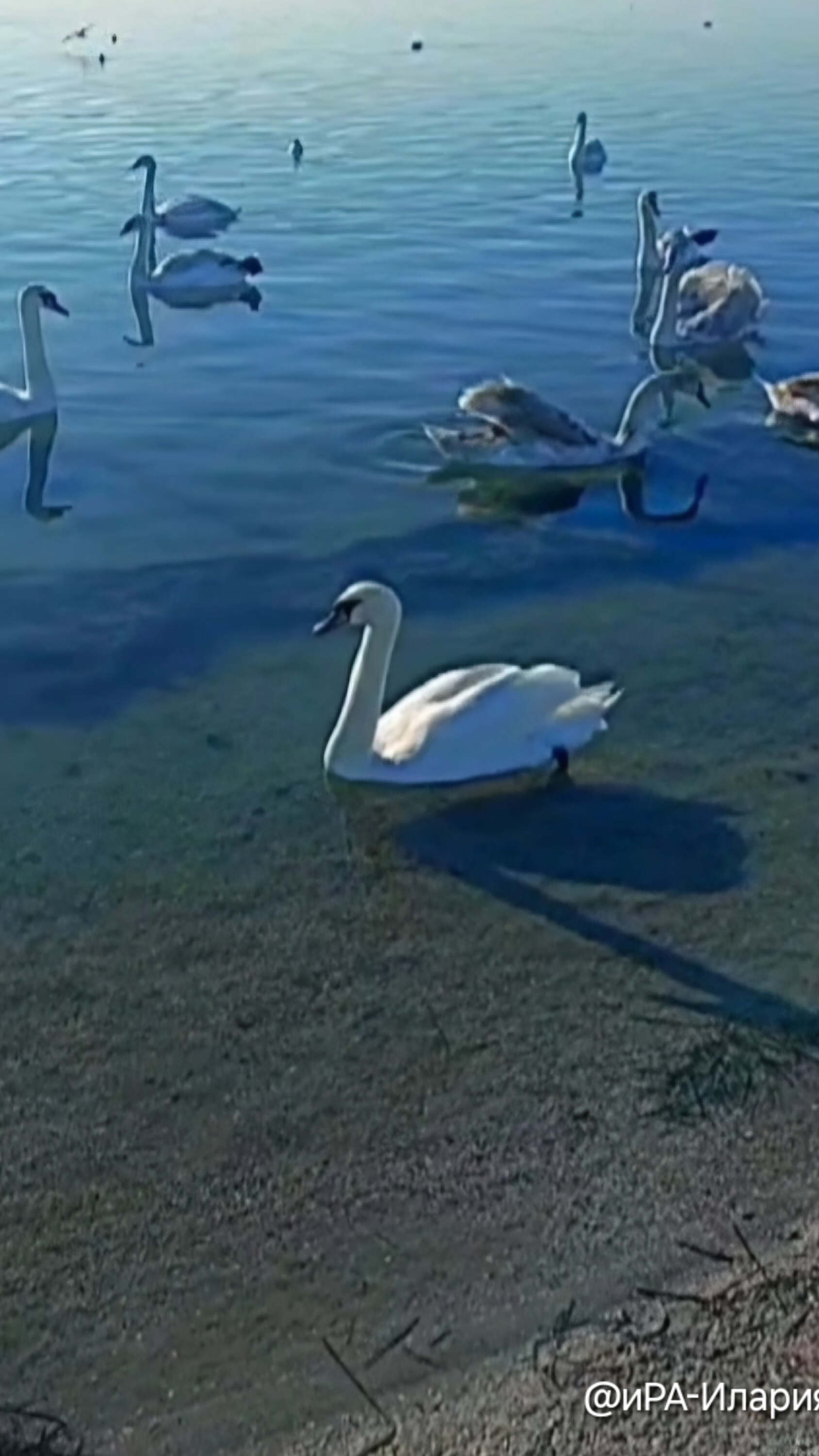 Дикие лебеди, начало 2026г.