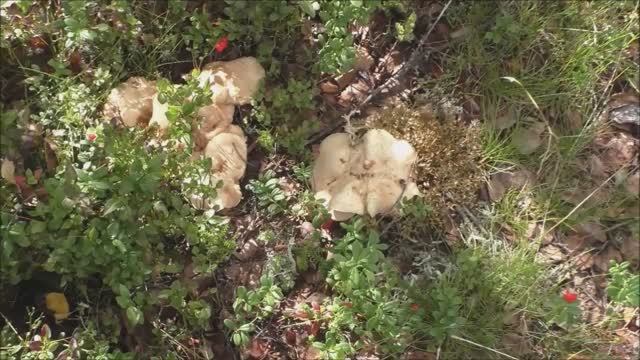 Повтор. Гриб Овечий трутовик.