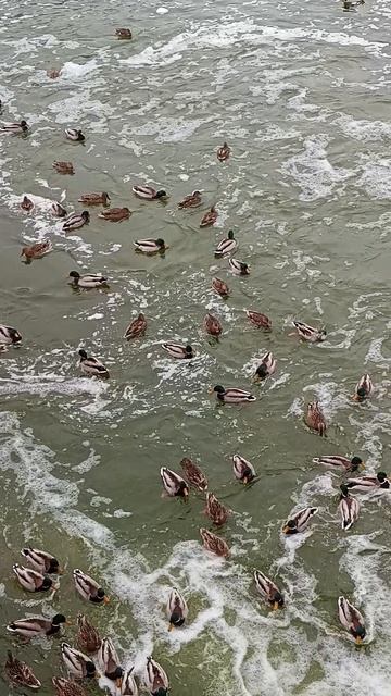 Утки зимуют на реке