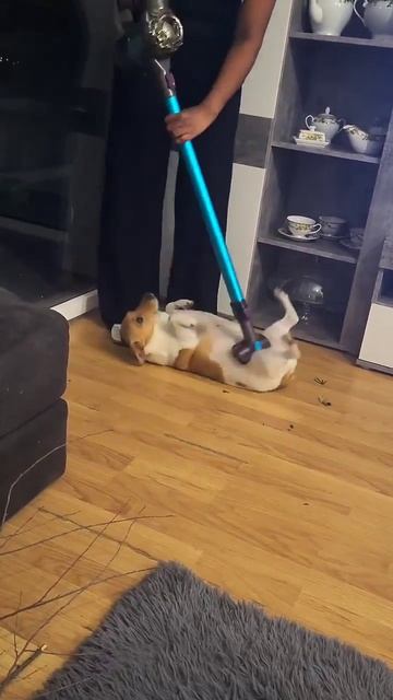 Анти пылесос собачий 🐶