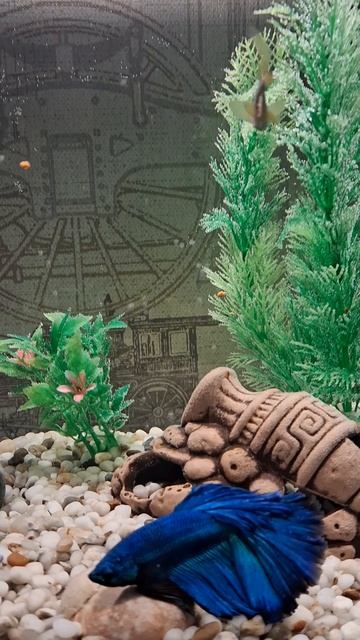 Кормление рыбок!