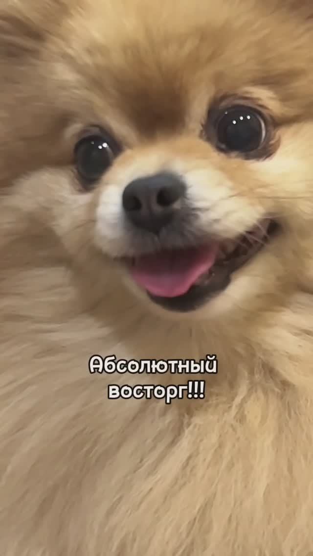 Пикулька - это вам не шуршалка!