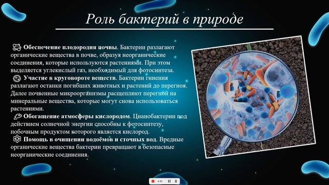 Царство бактерий