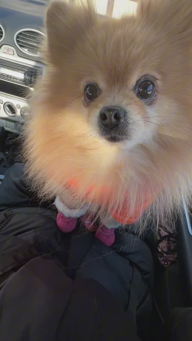 Бася на раскопках вкусняшек!