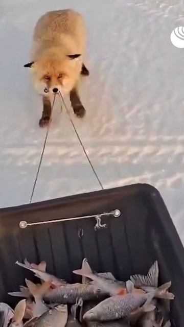 Лиса крадёт рыбу