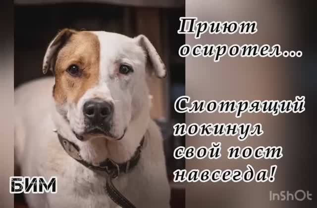 Приют осиротел. Смотрящий покинул свой пост навсегда...