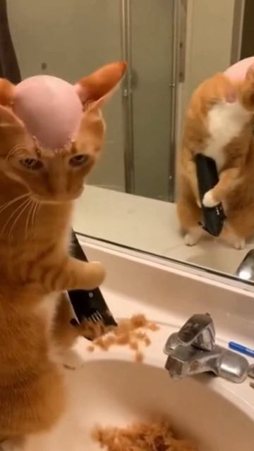 #shorts стрижка