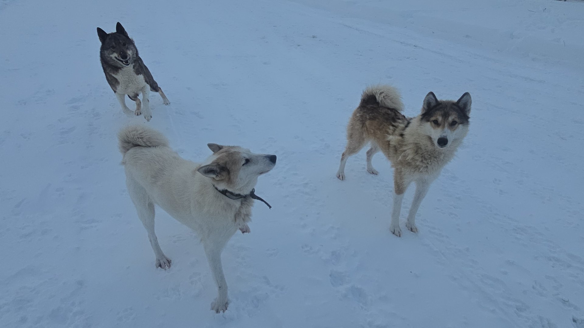 На Старый Новый год