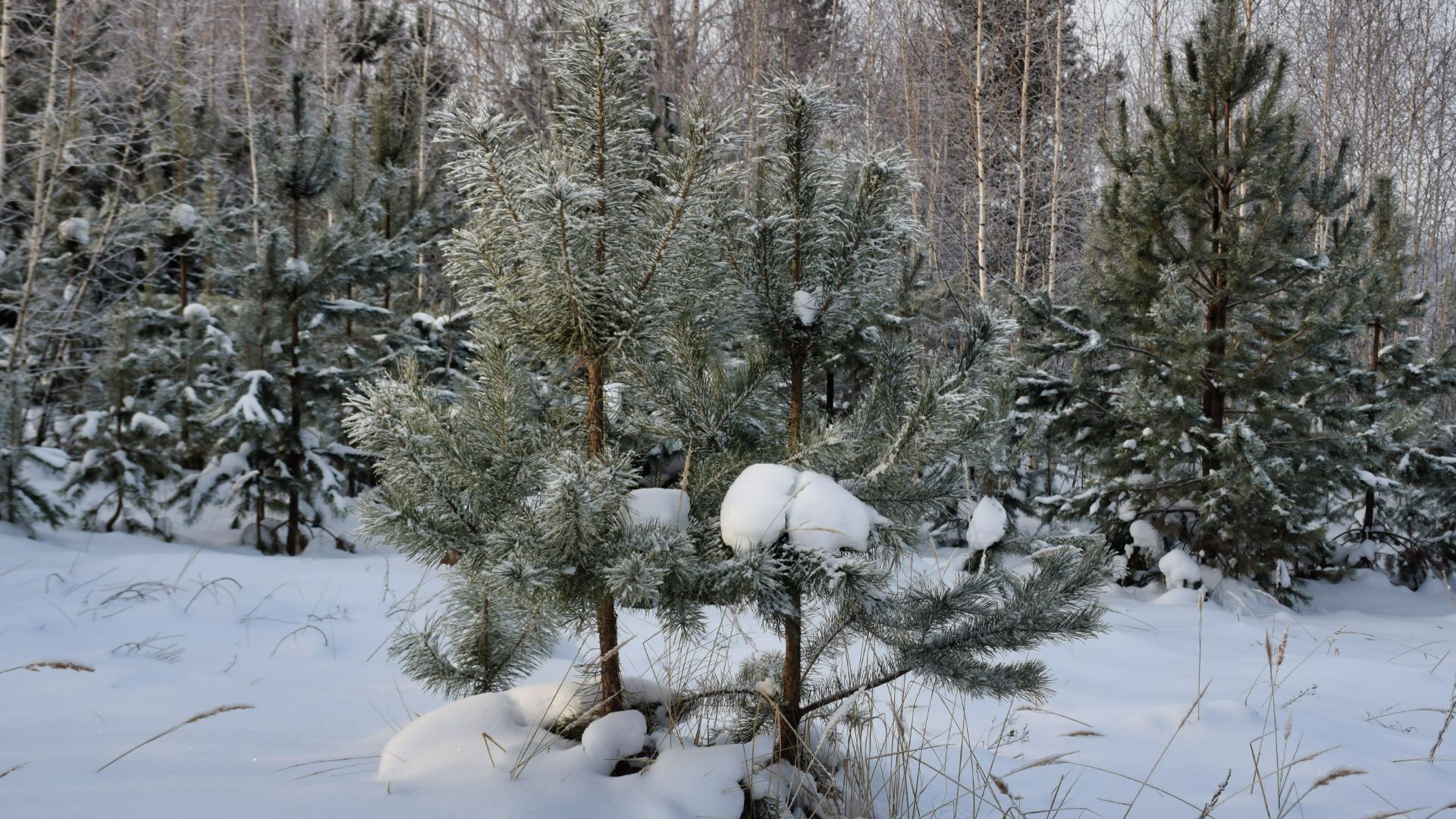 Камские зарисовки январь 2025 г.