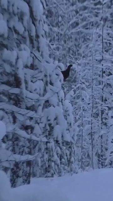 Охота на глухаря с мелкашкой в морозный день.