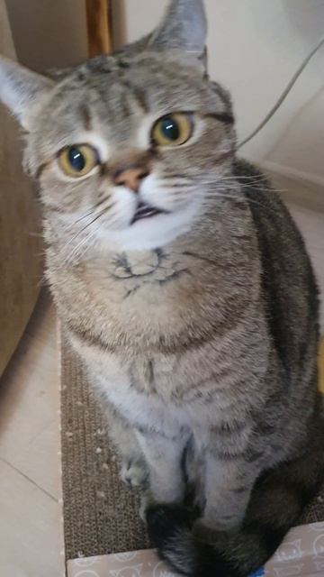 Будни котейки🤭.mp4