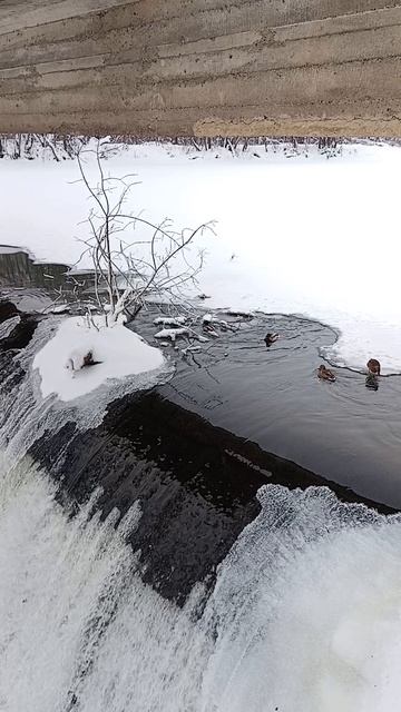 Утки зимой плавают на реке, возле плотины