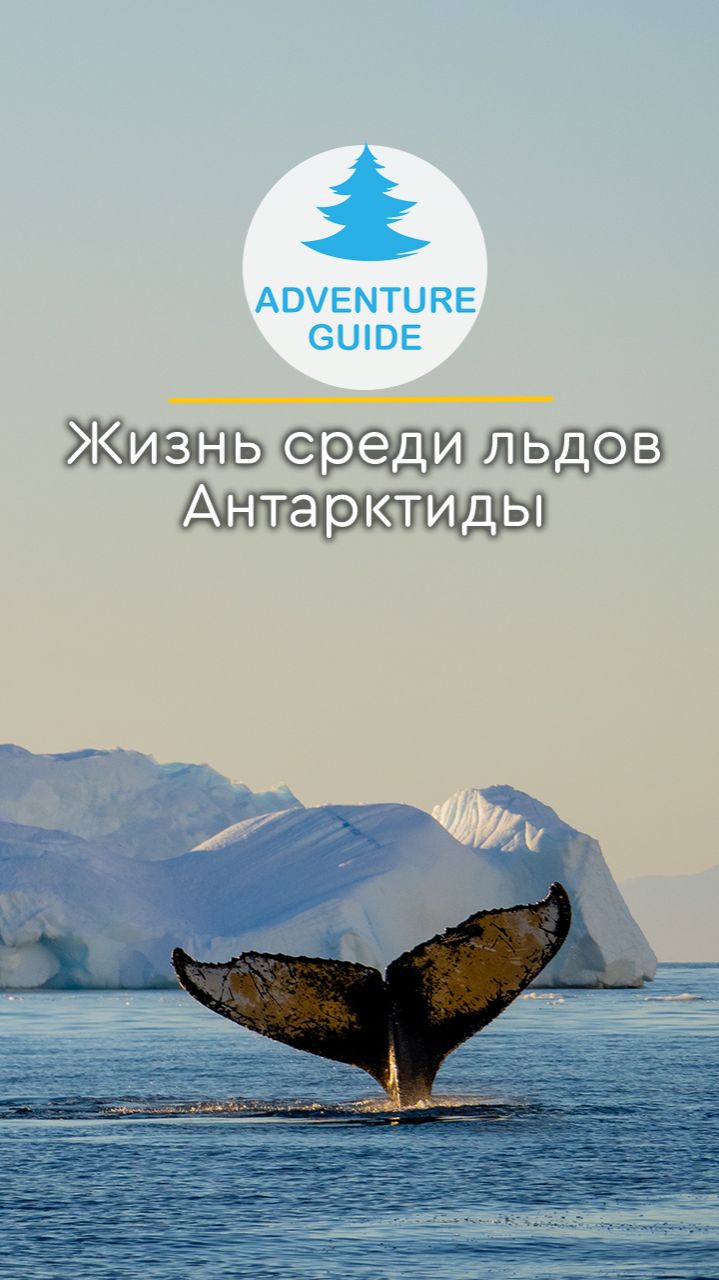 Жизнь среди льдов Антарктиды #айсберги #киты