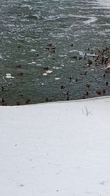 Стая уток зимует на реке и плотине