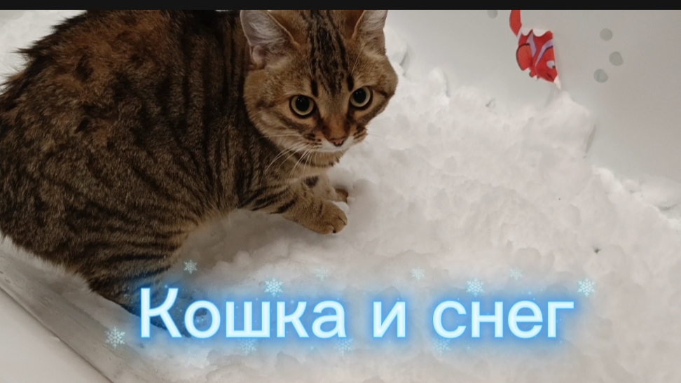 Первое знакомство кошки со снегом 🌨️