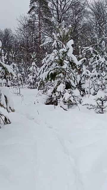 Зимний лес. Зимняя сказка. Молодая сосновая роща
