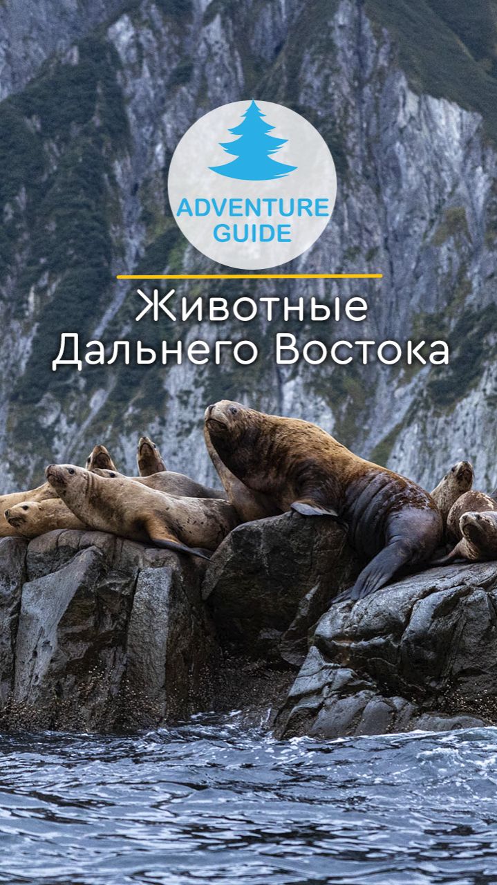 Животные Дальнего Востока  #travel #киты #медведи