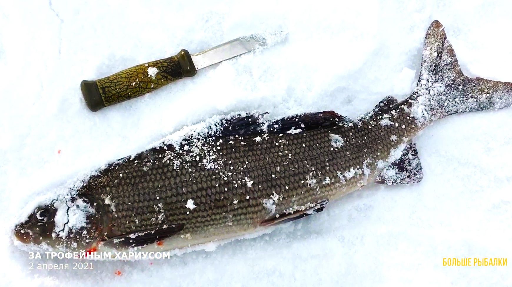 ХАРИУС на ПОЛ МЕТРА ! Продираемся через дебри. Юмос.