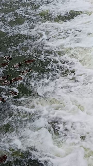 Утки плавают на реке зимой, на плотине