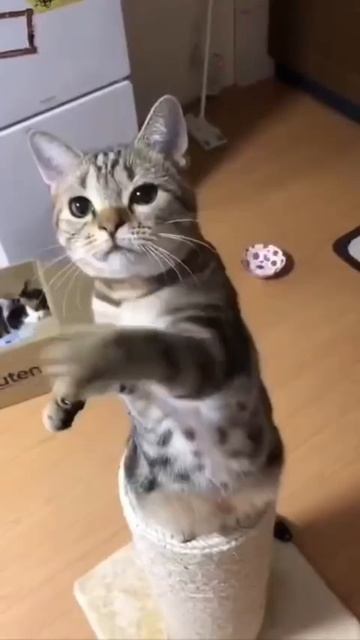 Повторяй за мной скорей- лапкой тронь конец ушей!