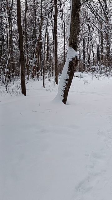 Зимняя прогулка по лесной тропинке, снег хрустит