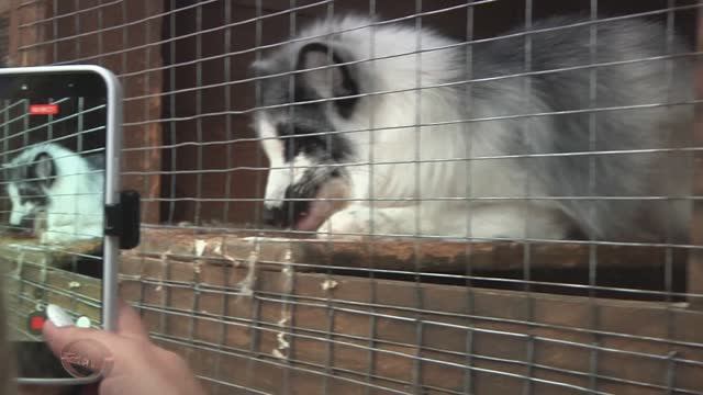 " Серебро севера " (4)  Деревня ездовых собак. Лисы