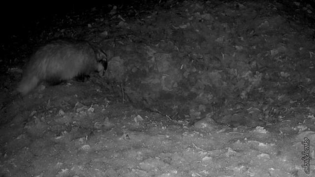 БАРСУКИ В КОНЦЕ ДЕКАБРЯ