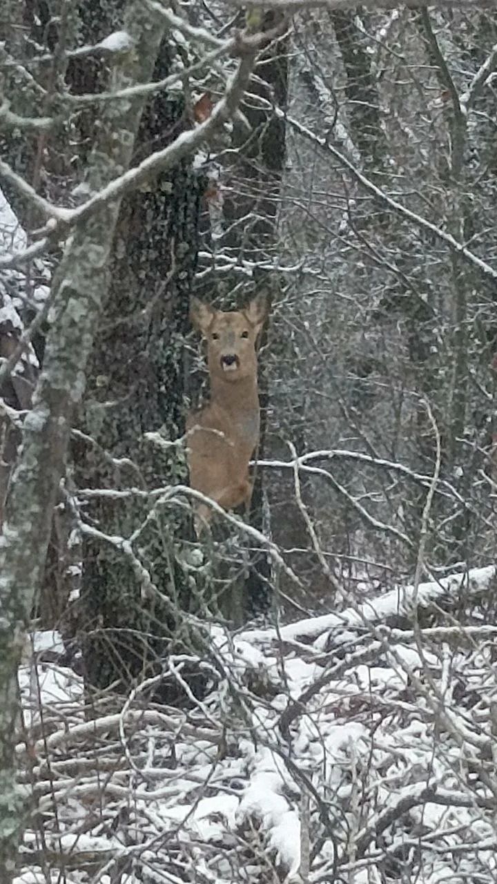 Косуля в парк-отеле