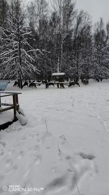 Лосиная биостанция. Оленья тропа. Олени ч.2