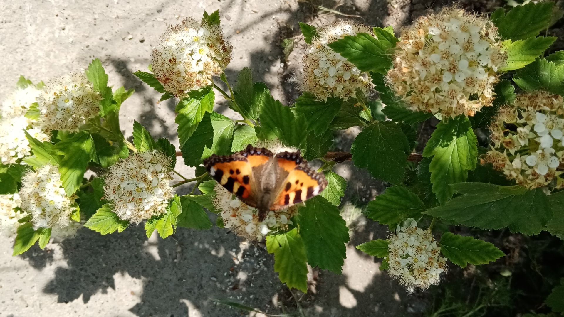 Романтика в Minecraft