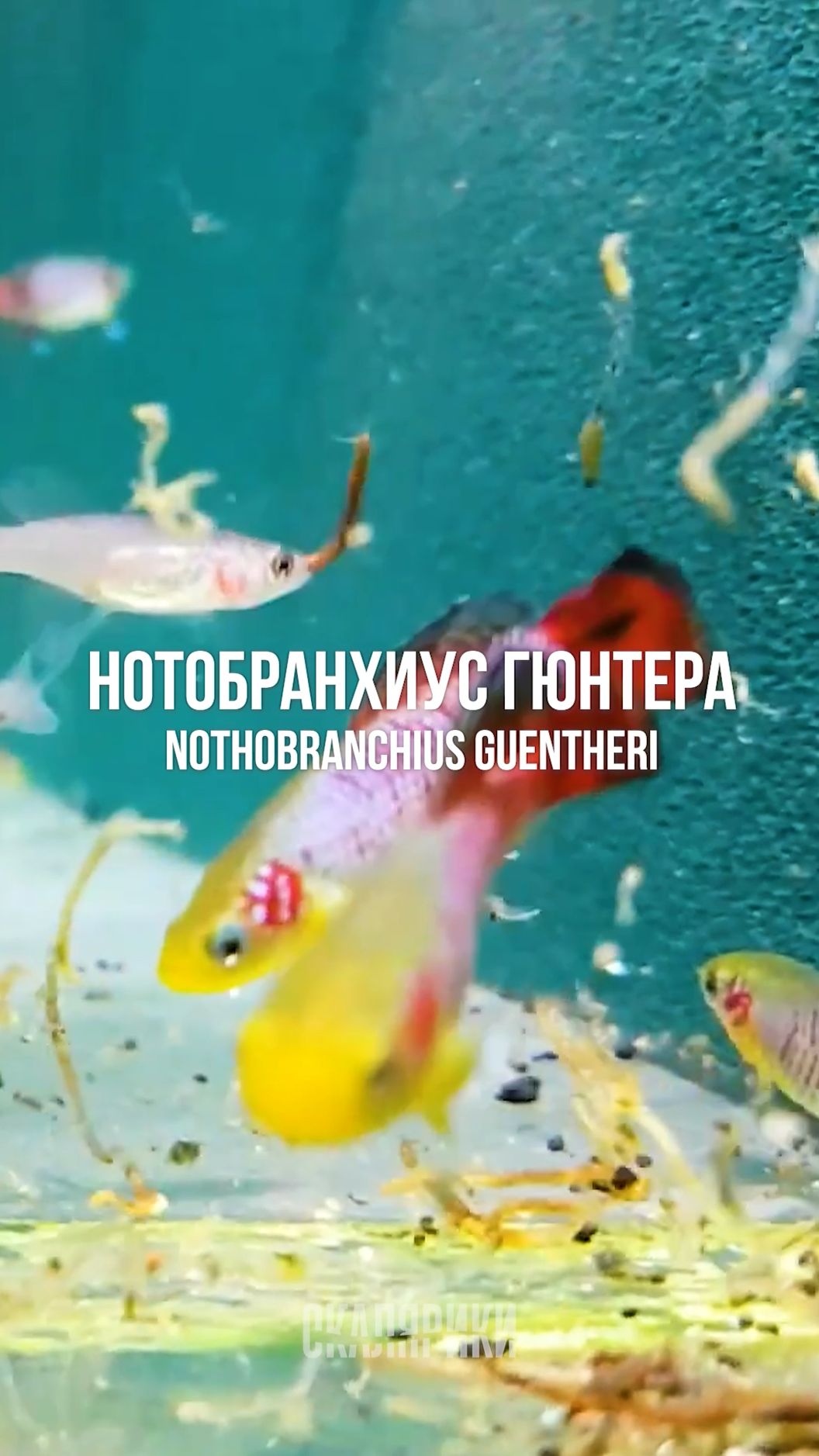 Нотобранхиус Гюнтера  — маленькое яркое чудо