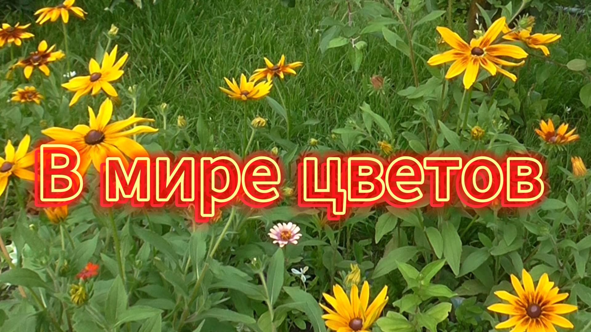 В мире цветов так тепло и прохладно... Доброго дня Всем!