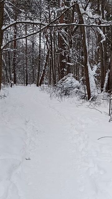Прогулка в зимнем лесу, снег хрустит.