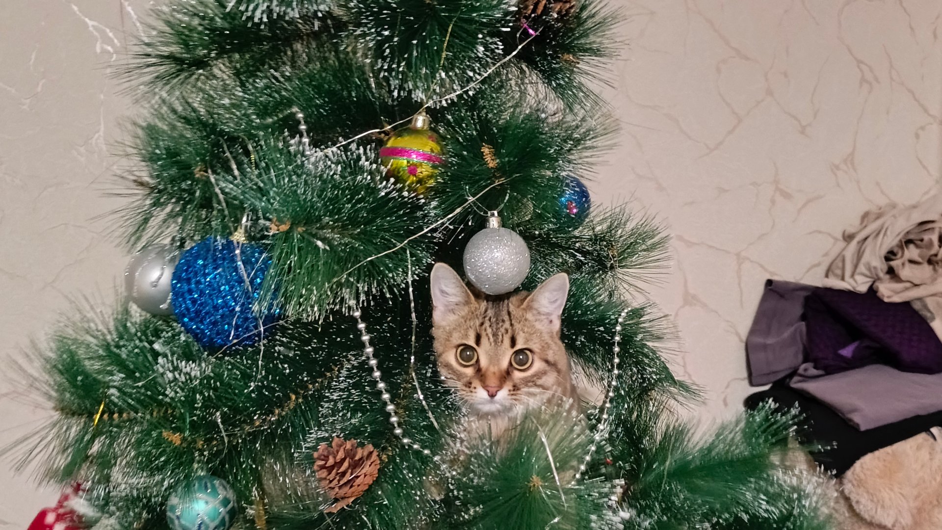 Дед Мороз мне подарочек принес 🤣 Всех со Старым Новым Годом 🎄