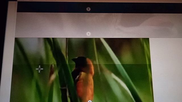 J.2.7 БиоИнженерия  Гнездостроение