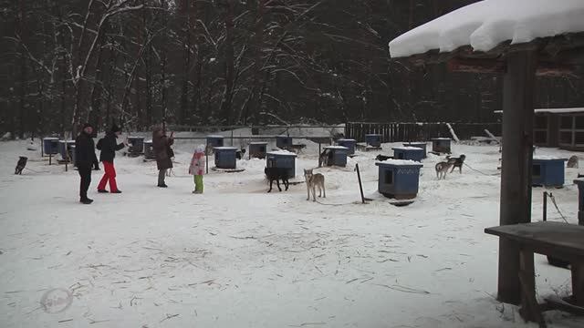 " Серебро севера "  (3)   Деревня ездовых собак . " Хаски"
