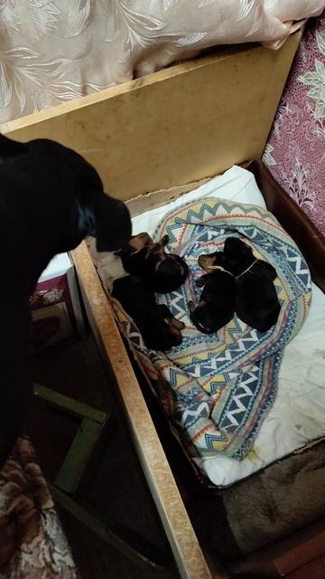 2025.12.19. Жура и Щенки.