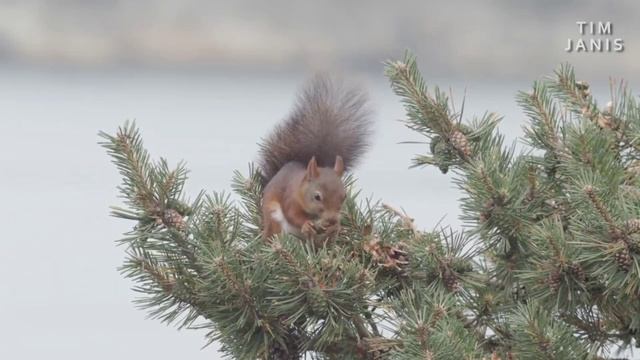 Зимнее атмосферное видео для настроения,спокойная музыка, лес природа зима, winter music relax