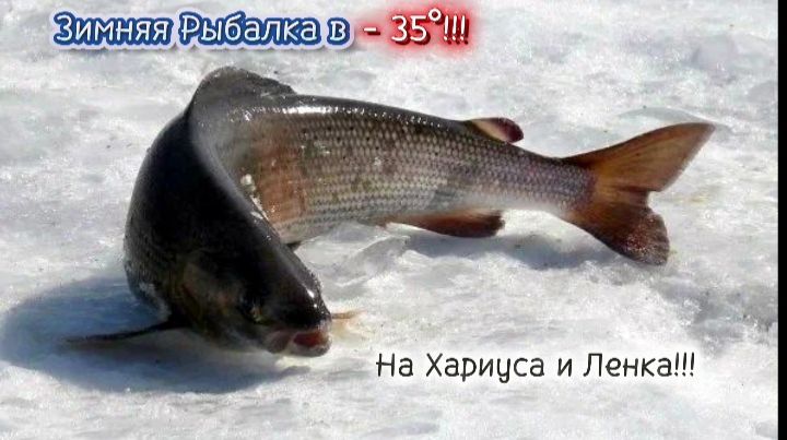 Зимняя Рыбалка в Суровых Условиях конца Декабря в - 35°на Хариуса и Ленка!!! Где мы видали ВОЛКА!!!