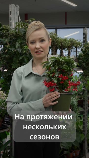 За что стоит полюбить ардизию?