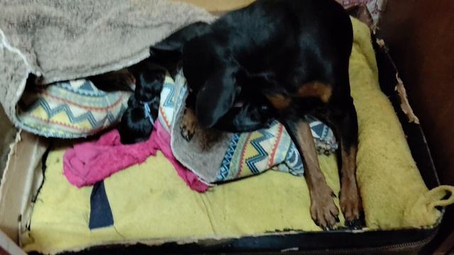 Вторая девочка 09.12.2025.