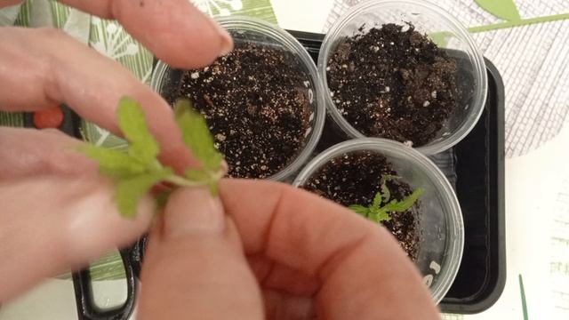 ЧЕРЕНКУЮ ВЕРБЕНУ И АЛИССУМ 🌱