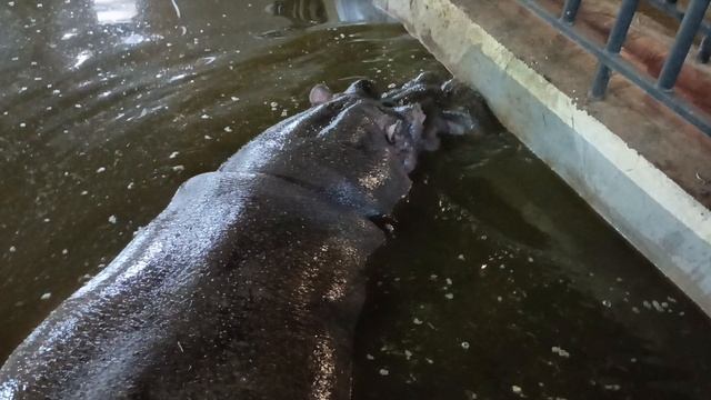 бегемотики зоопарк Калининград