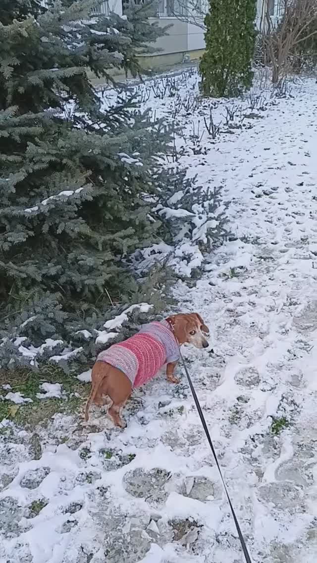 одели свитер который связала крючком для любимки